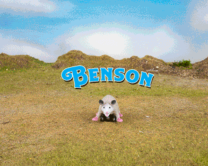 Racing Possums - Set of 3 – Archie McPhee